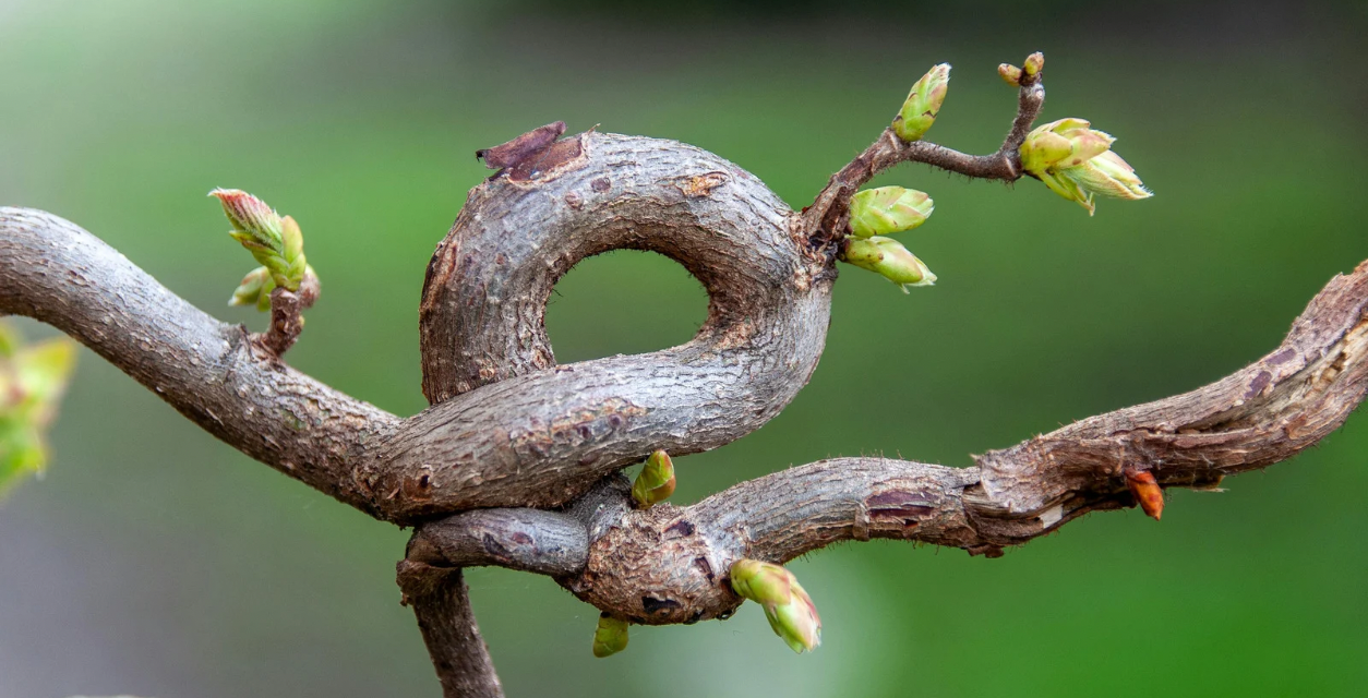 Growth is Not Always Green: The Messy Middle of Growth - Plaid for Women